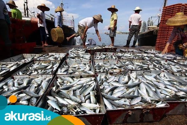 Stok Melimpah, Perikanan Kaltim Siap Pasok IKN dan Tembus Pasar Ekspor ...